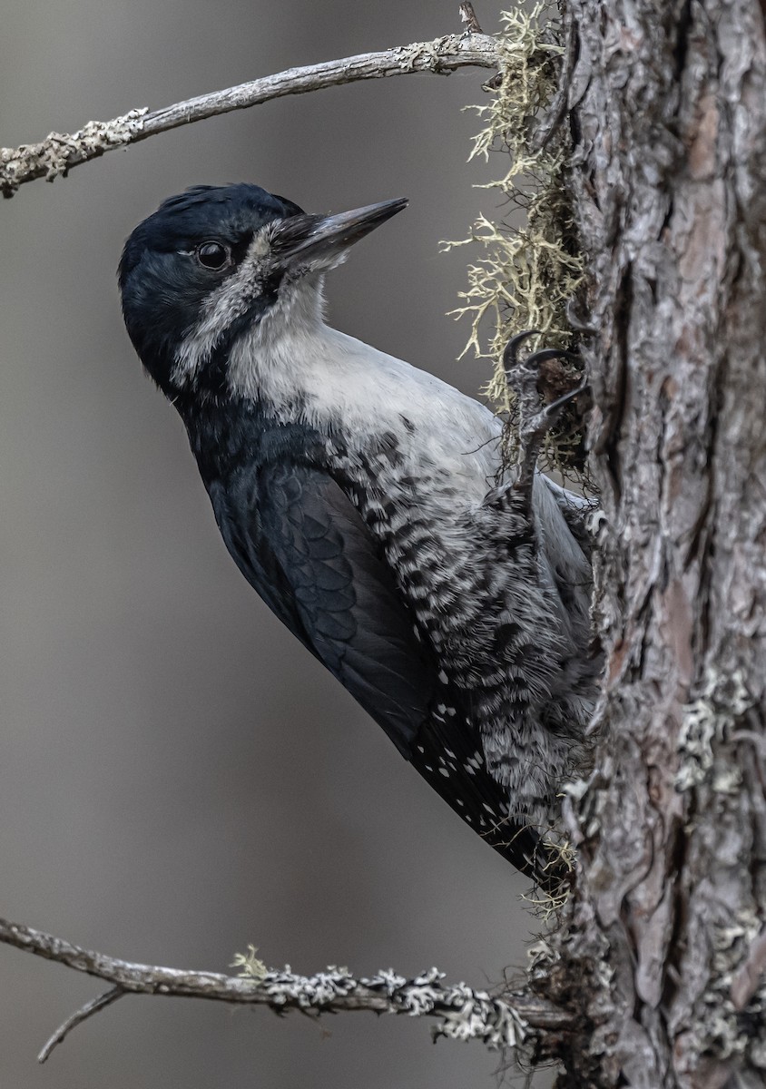 Vermont eBird Checklist - 16 May 2023 - Moose Bog, Wenlock WMA - 34 ...
