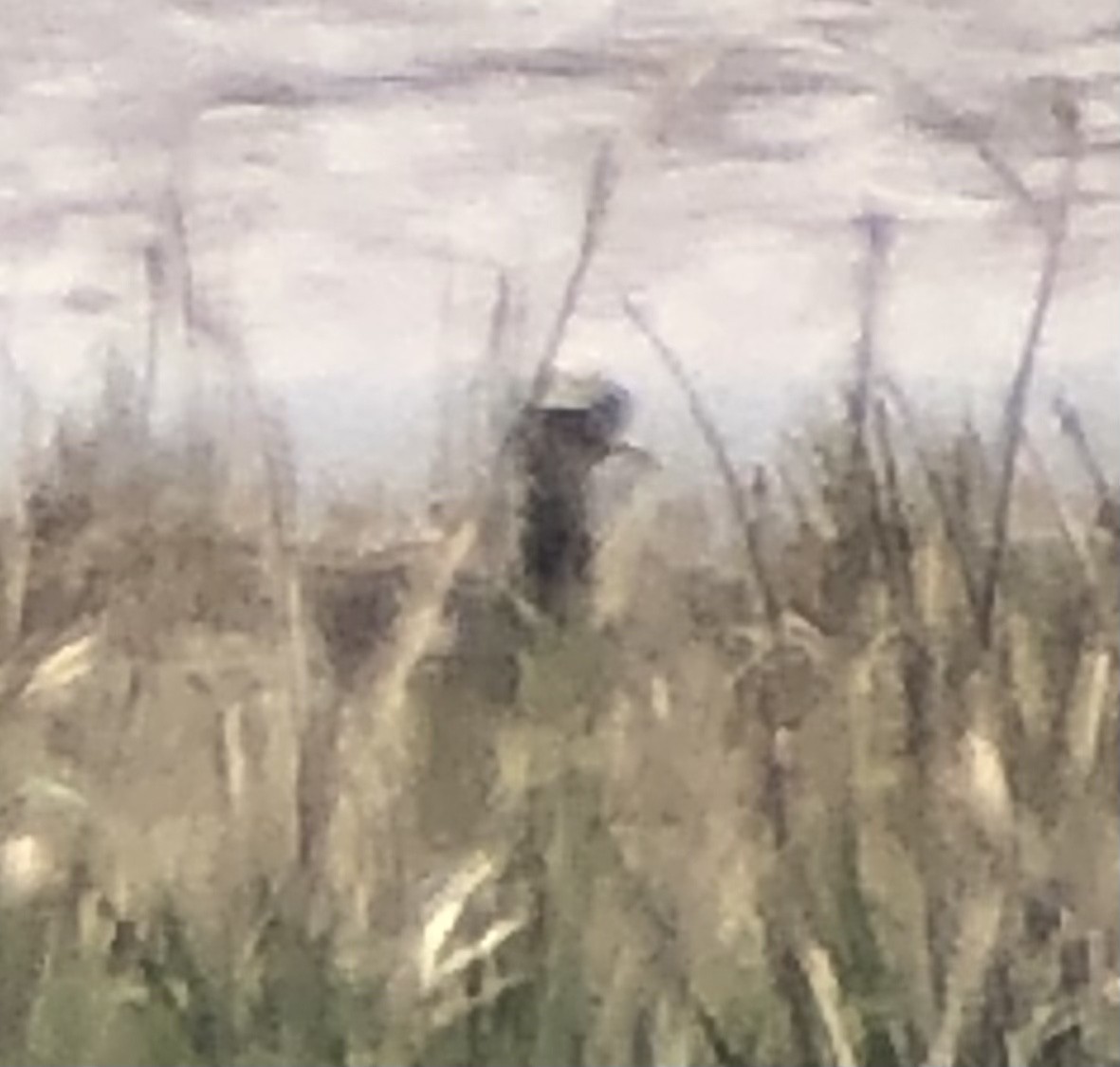 eBird Checklist - 16 May 2023 - Bitter Lake NWR--Pajaro Bird Blind - 35 ...