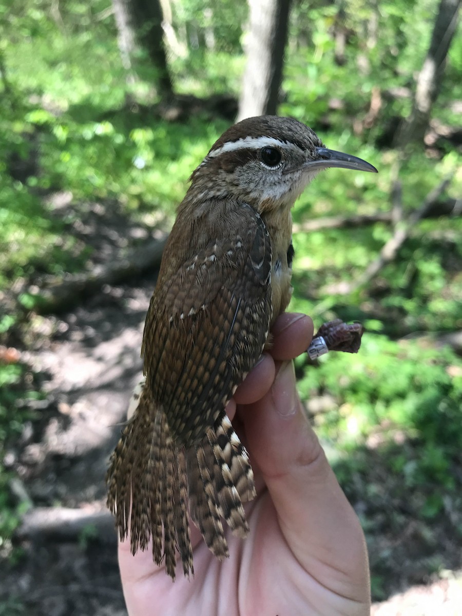 eBird Checklist - 15 May 2023 - Pelee Island--Fish Point Provincial ...