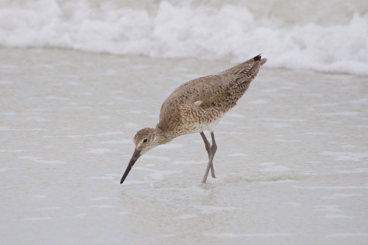 eBird Checklist - 1 May 2017 - FL - Molloy, Treasure Island FL - 8 species (+1 other taxa)