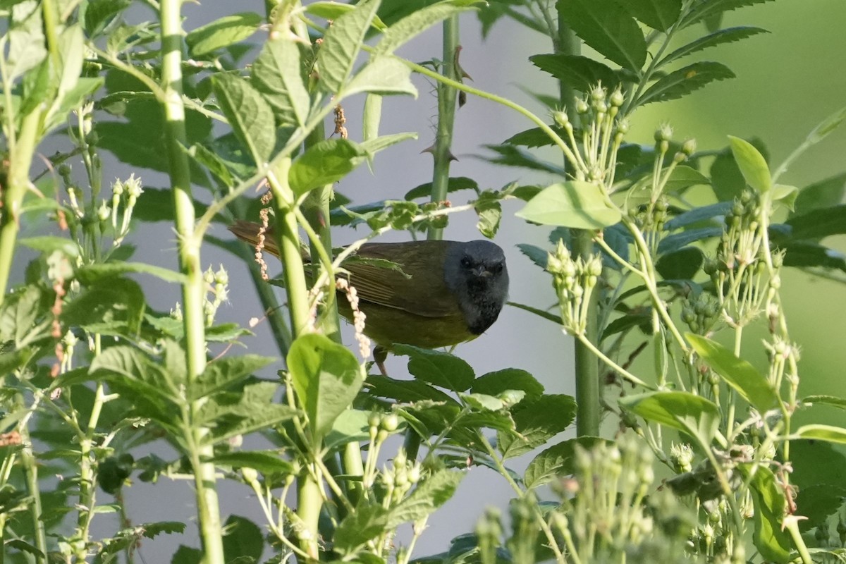 eBird Checklist - 16 May 2023 - Baldpate Mountain--Ted Stiles Preserve ...