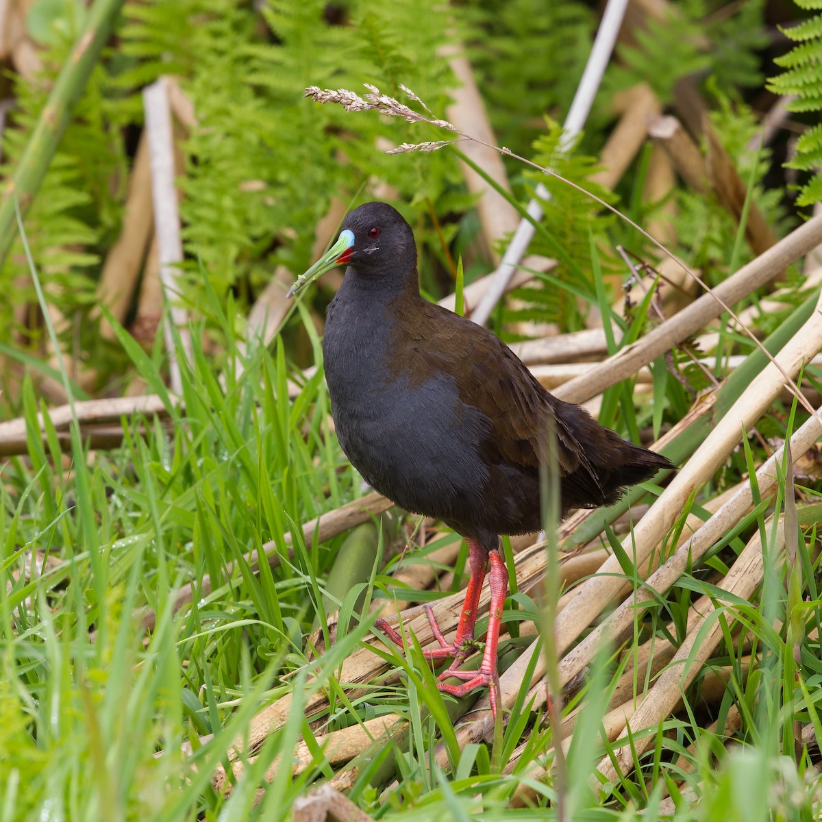 eBird Checklist - 9 Jan 2014 - Laguna Pomacochas - 10 species