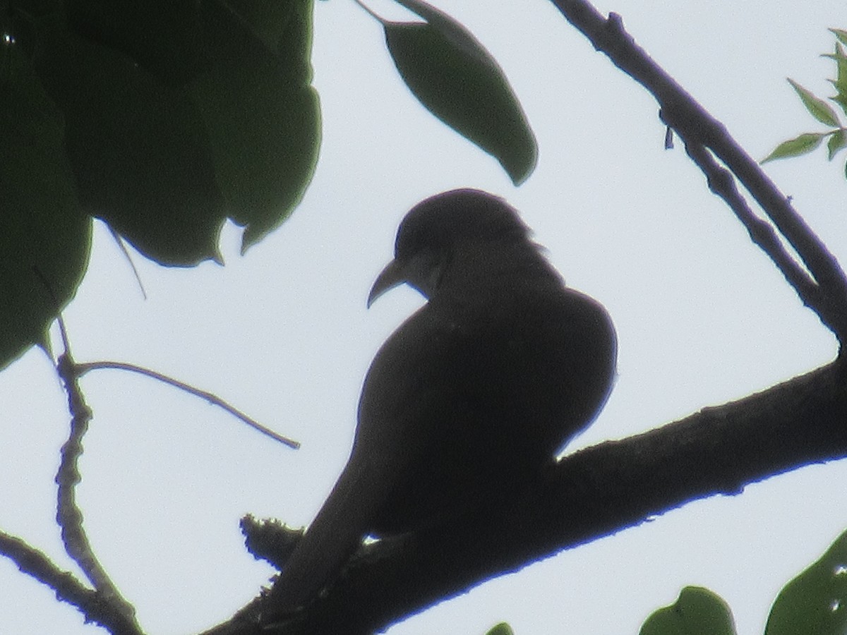 eBird Checklist - 7 May 2023 - Deep Fork NWR - 57 species