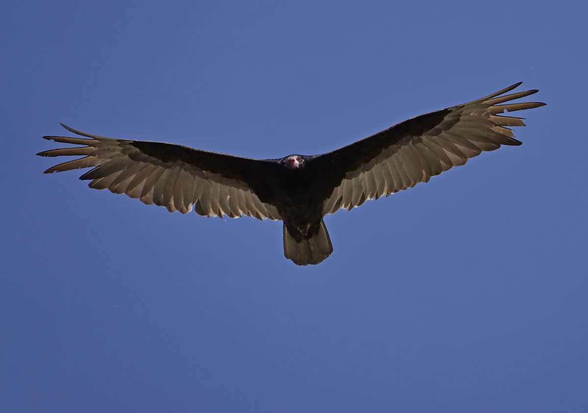 eBird Checklist - 13 May 2023 - Prescott--Willow Lake - 22 species (+1 ...