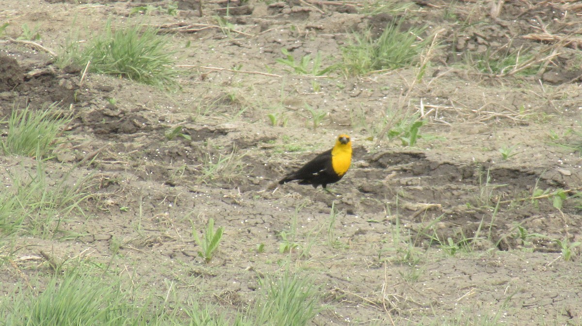 eBird Checklist - 16 May 2023 - Harwood--Sewage Settling Ponds - 6 species