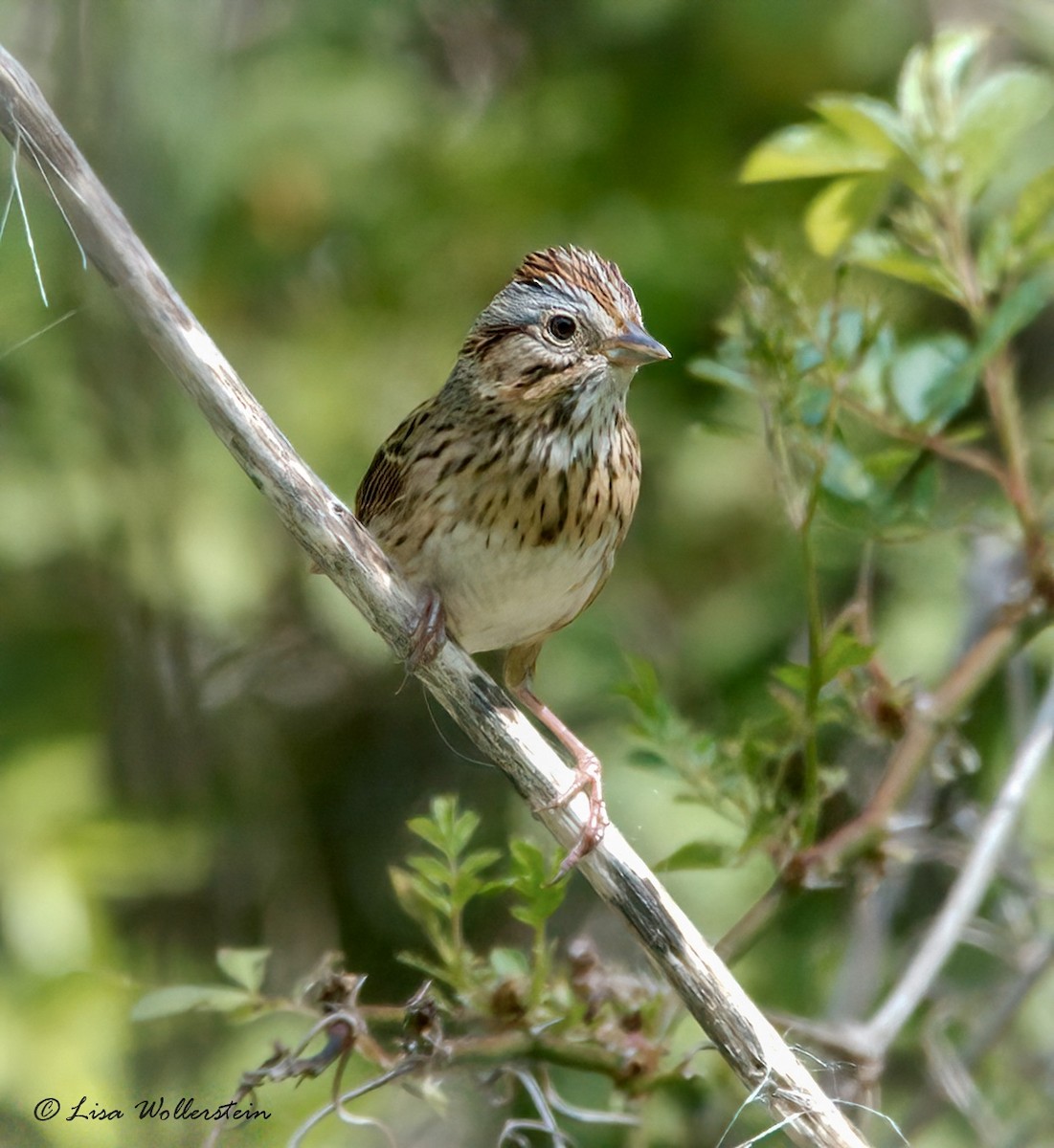 New York Breeding Bird Atlas Checklist - 16 May 2023 - Hoyt Farm Town ...