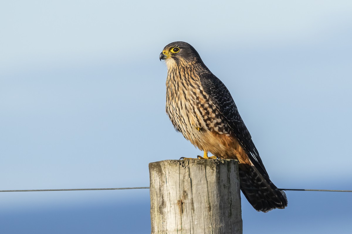 Global Big Day - 13 May 2023: Aotearoa New Zealand - New Zealand Bird Atlas