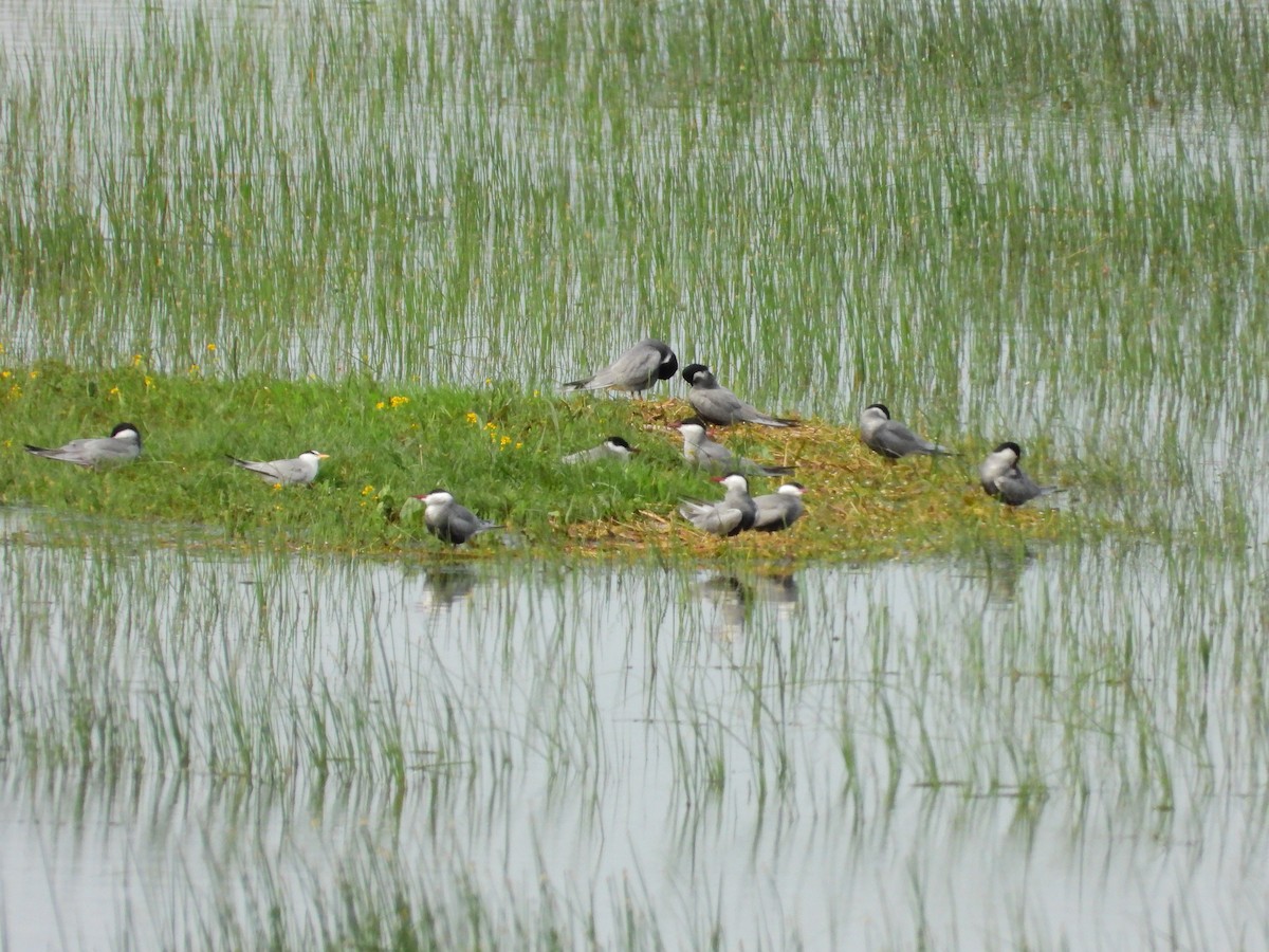 eBird Checklist - 11 May 2023 - Jandari Transboundary Lake (Emerald ...