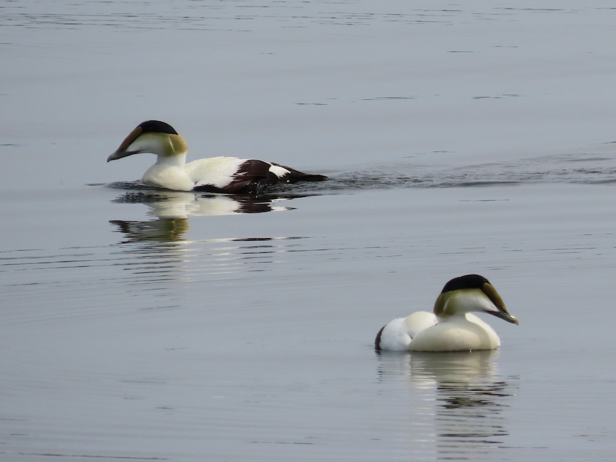 eBird Checklist - 15 May 2023 - Isles of Shoals--Star Island, Rye - 60 ...