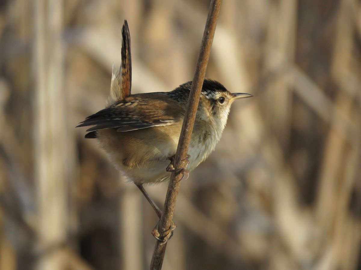 eBird Checklist - 16 May 2023 - White River Marsh SWA - 73 species