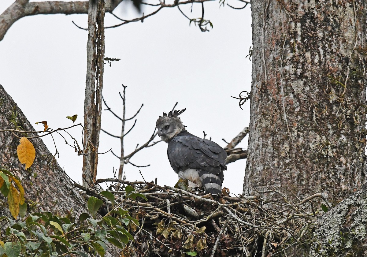 eBird Checklist - 3 May 2023 - Sacha Lodge--Kapok Tower - 1 species