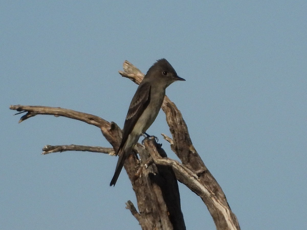 eBird Checklist - 17 May 2023 - Griffin Riley home - 33 species