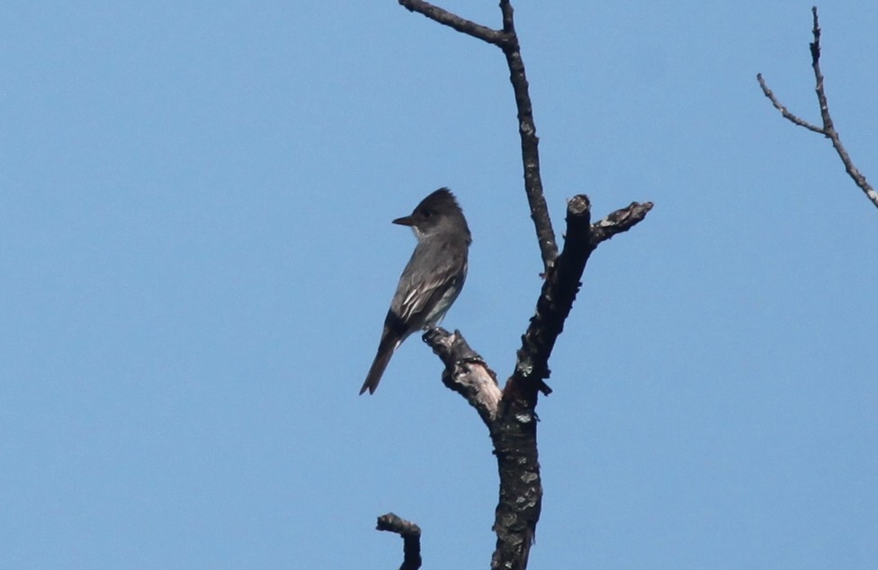 eBird Checklist - 12 May 2023 - Garret Mountain Reservation (Park) - 71 ...