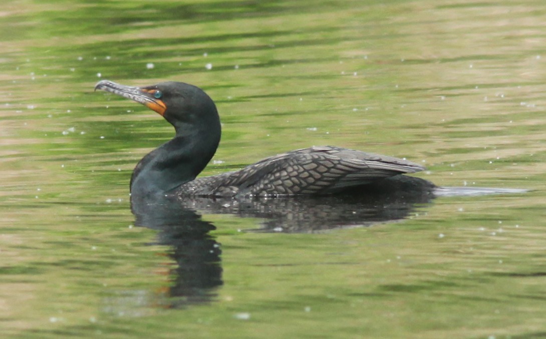 eBird Checklist - 13 May 2023 - Garret Mountain Reservation (Park) - 67 ...