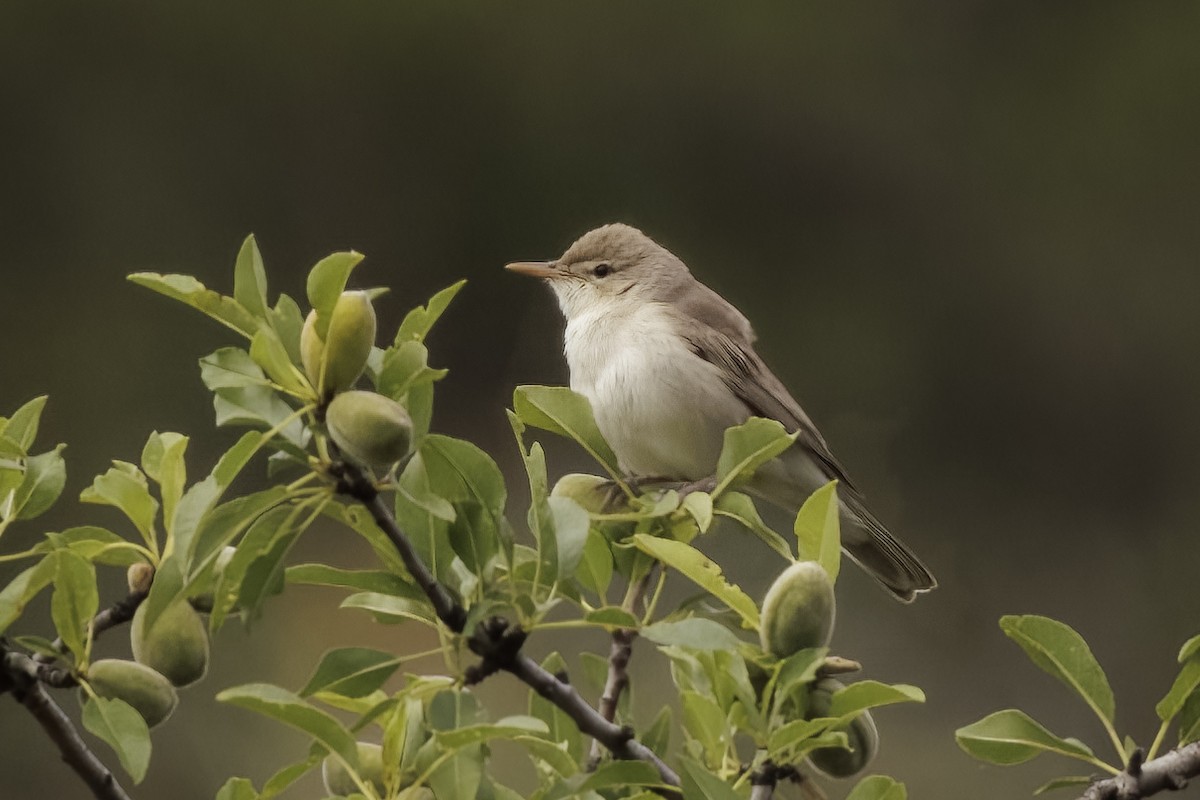 eBird Checklist - 17 May 2023 - David Gareja monastery complex (SPA N5 ...
