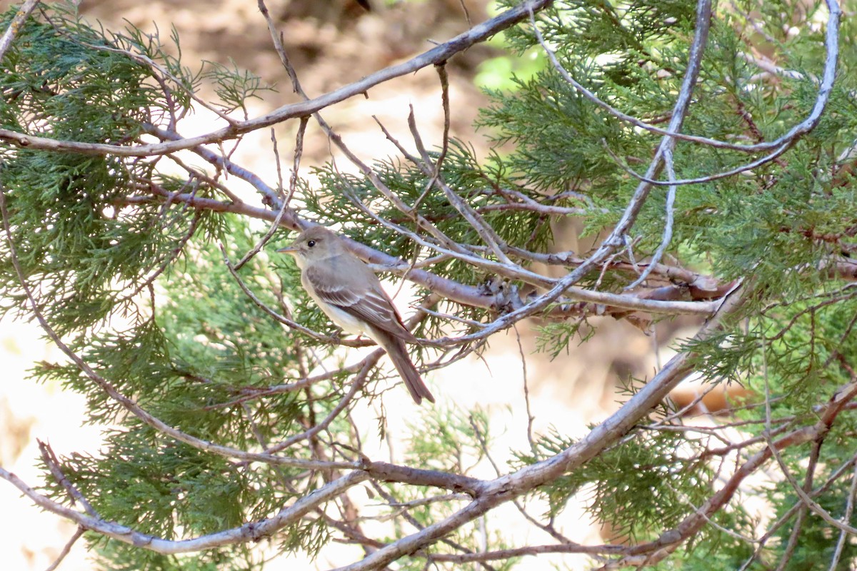 eBird Checklist - 17 May 2023 - Mingus Mountain--Butterfly Spring - 25 ...