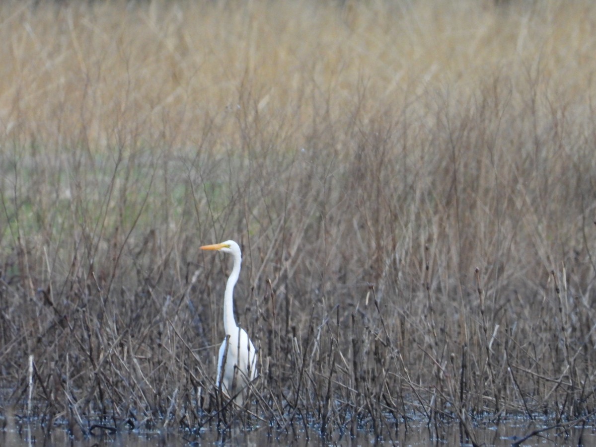 eBird Checklist - 16 May 2023 - Arivaca Lake - 16 species
