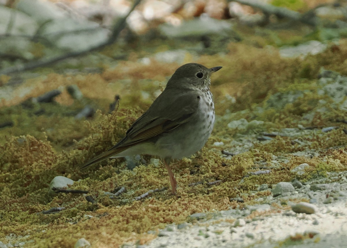 eBird Checklist - 17 May 2023 - Russell-Abbott SF, Wilton/Mason - 4 species