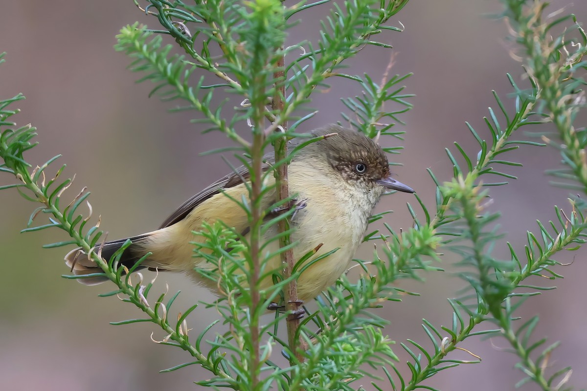 Buff-rumped Thornbill - Acanthiza reguloides - Media Search - Macaulay ...