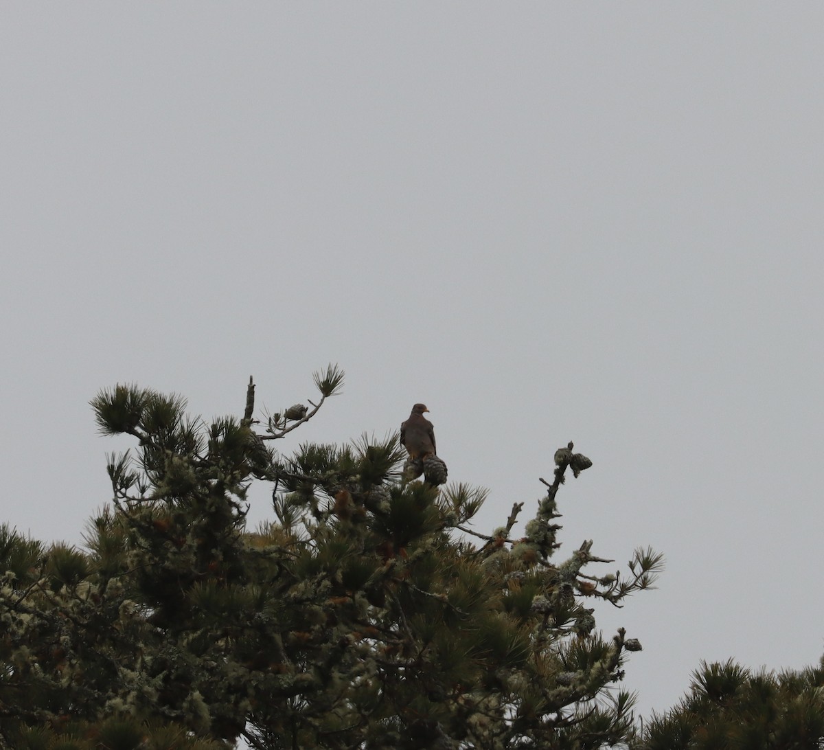 eBird Checklist - 17 May 2023 - Fort Miley--Plateau (East Fort Miley ...