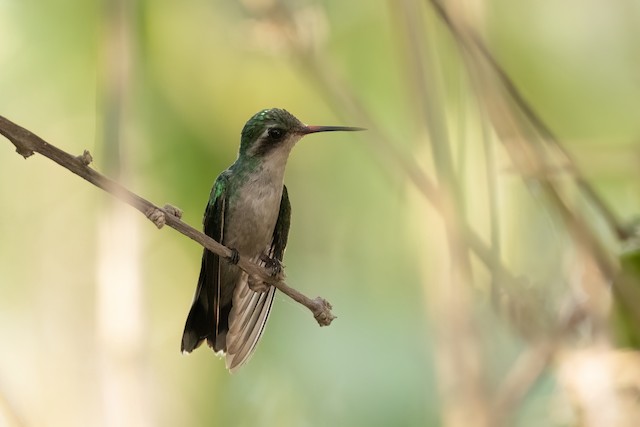 Hummingbirds | RawComposition.com