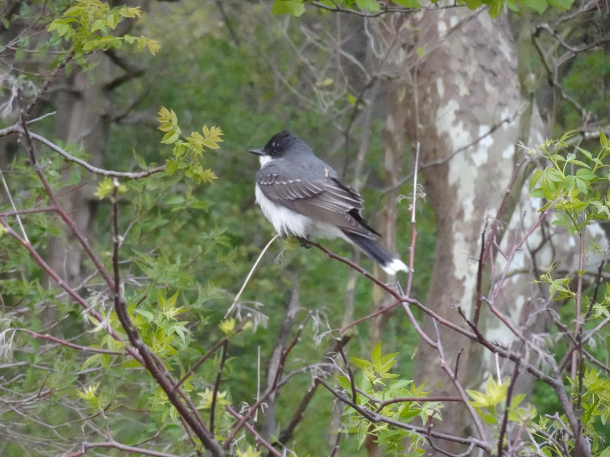 eBird Checklist - 16 May 2023 - Point Pelee NP--Woodland Nature Trail ...