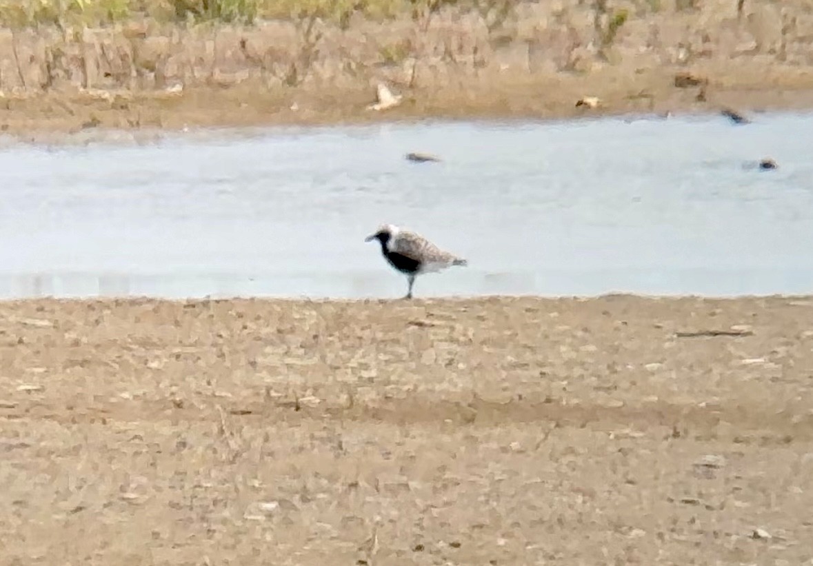 eBird Checklist - 17 May 2023 - Presque Isle SP--Gull Pt. - 26 species