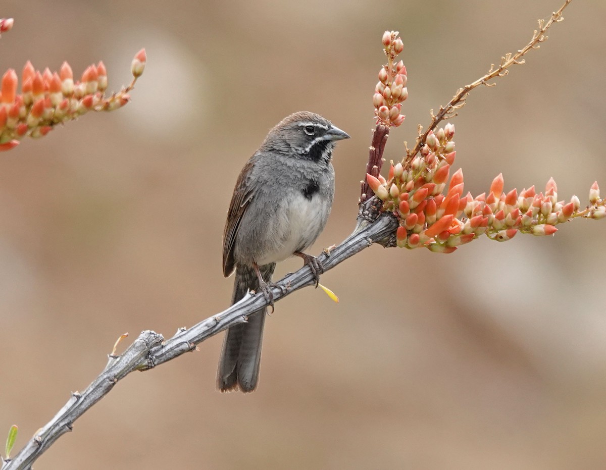 eBird Checklist - 17 May 2023 - Box Canyon - 23 species