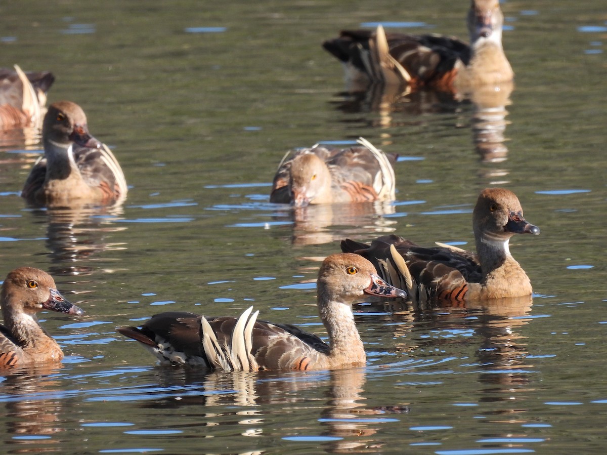 eBird Checklist - 5 May 2023 - Hasties Swamp Bird Hide - 26 species