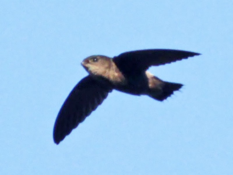 Band-rumped Swift - eBird