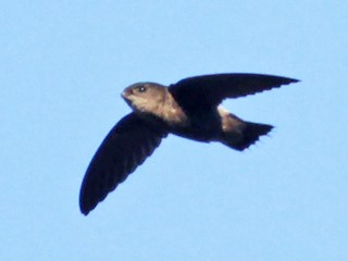 Band-rumped Swift - eBird