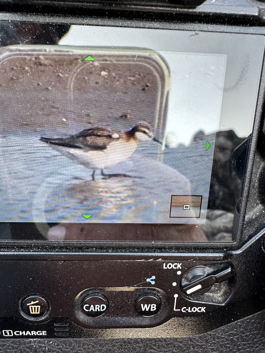 eBird Checklist - 18 May 2023 - Presque Isle SP--Gull Pt. - 26 species