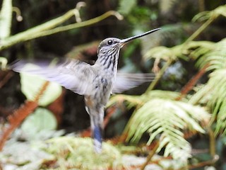 Tooth-billed Hummingbird - eBird
