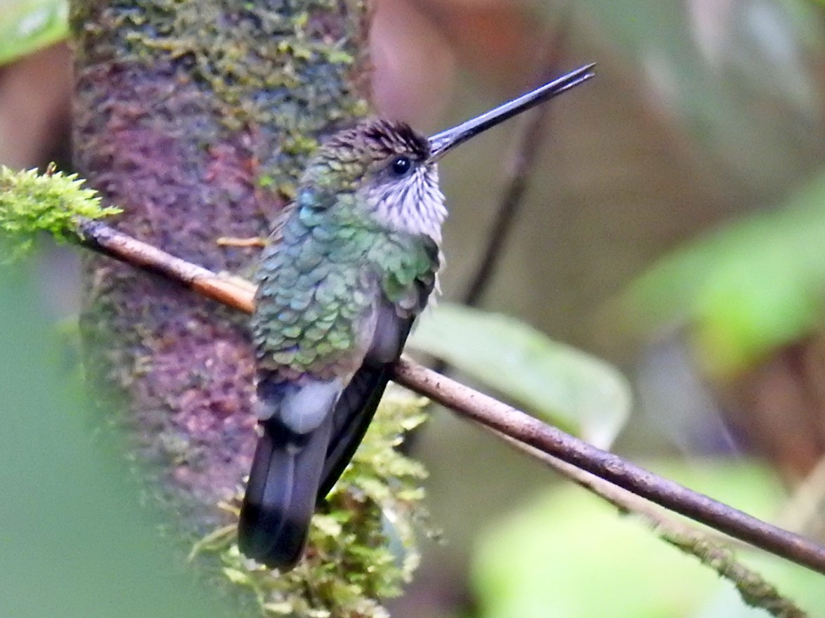 Tooth-billed Hummingbird - eBird