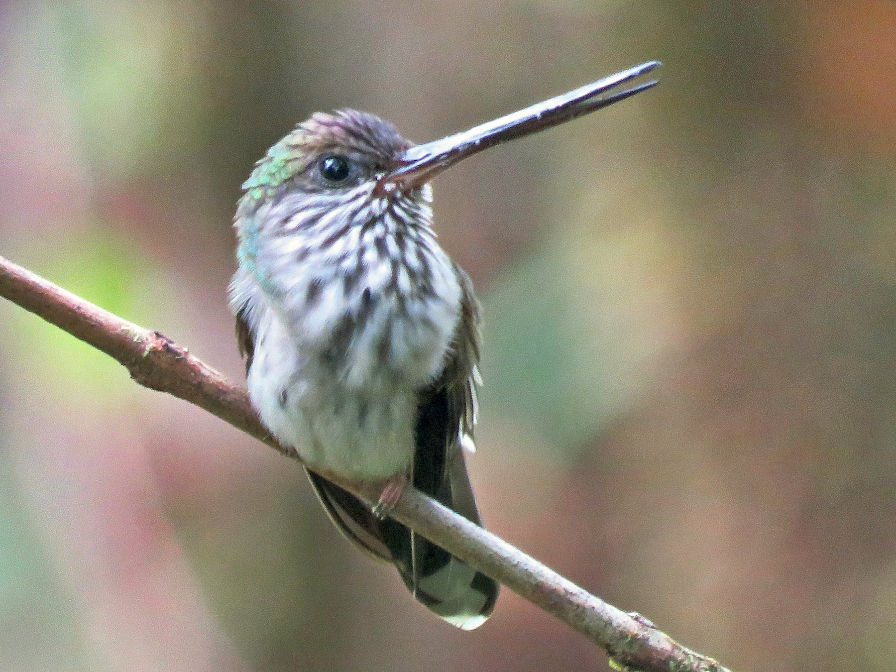 Tooth-billed Hummingbird - eBird
