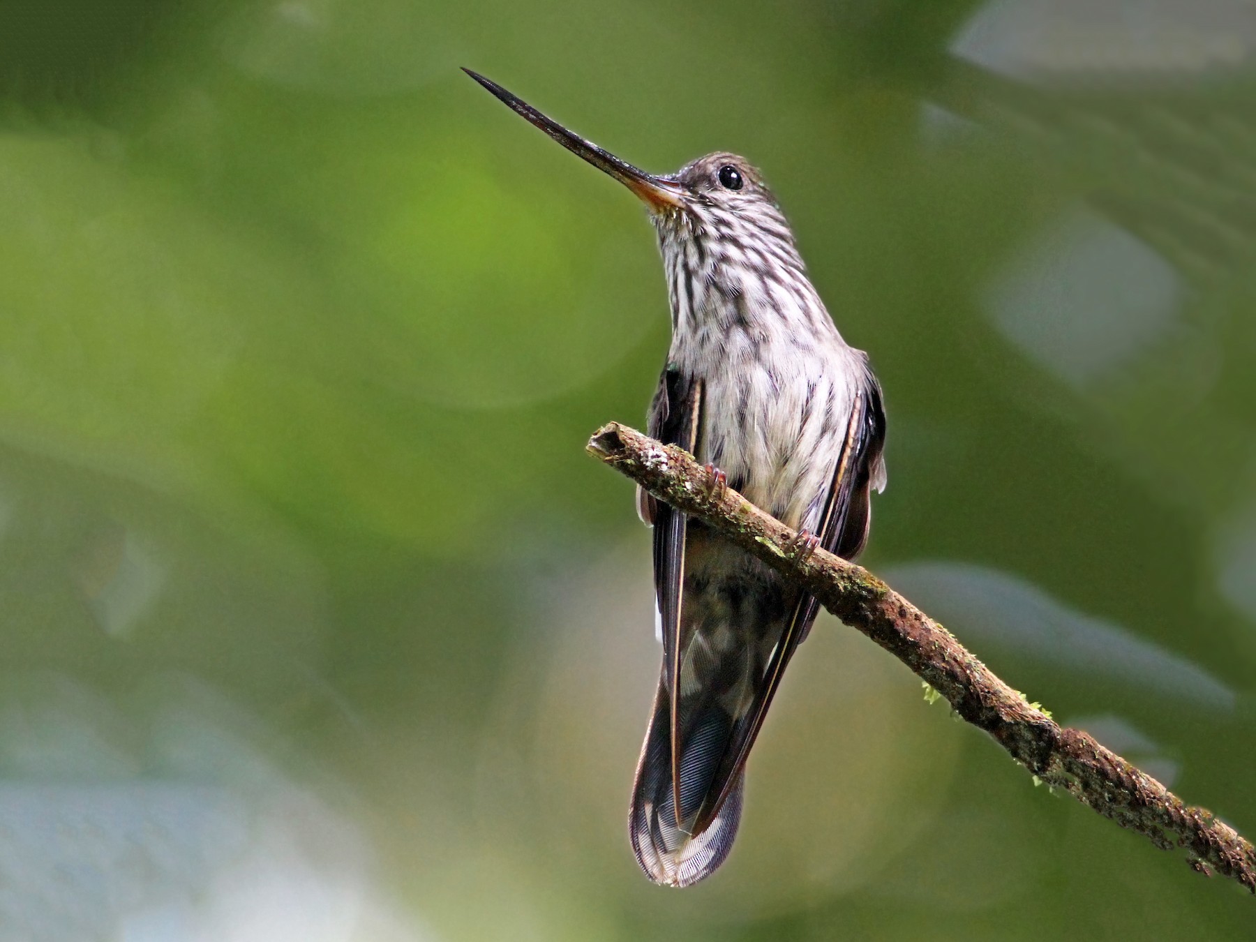 Tooth-billed Hummingbird - eBird