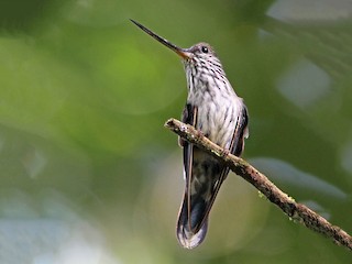 Tooth-billed Hummingbird - eBird