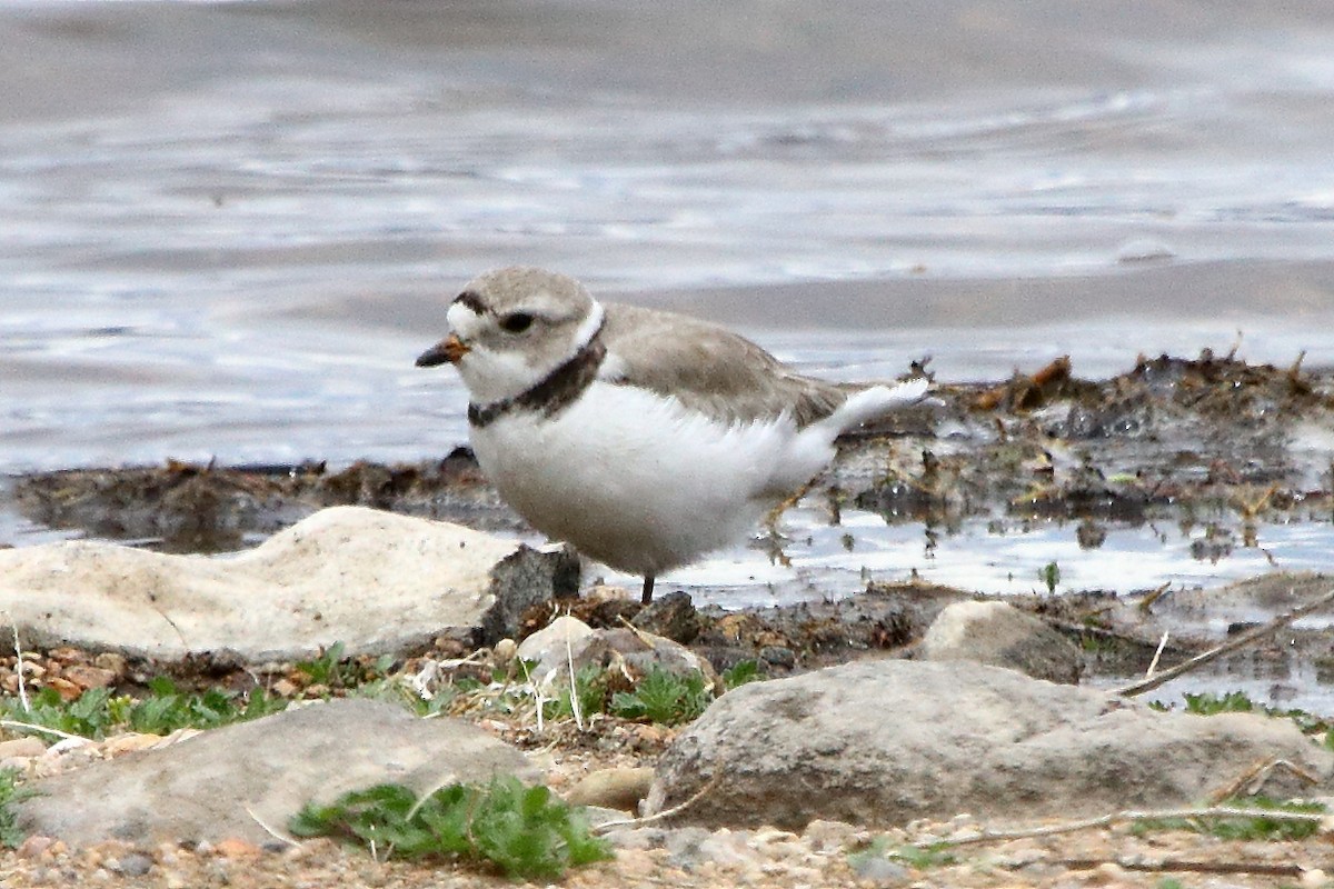 eBird Checklist - 17 May 2023 - Smith Reservoir SWA - 30 species