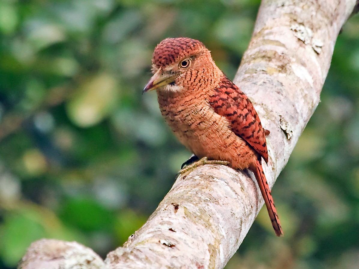 Barred Puffbird - eBird