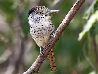 Barred Puffbird - eBird