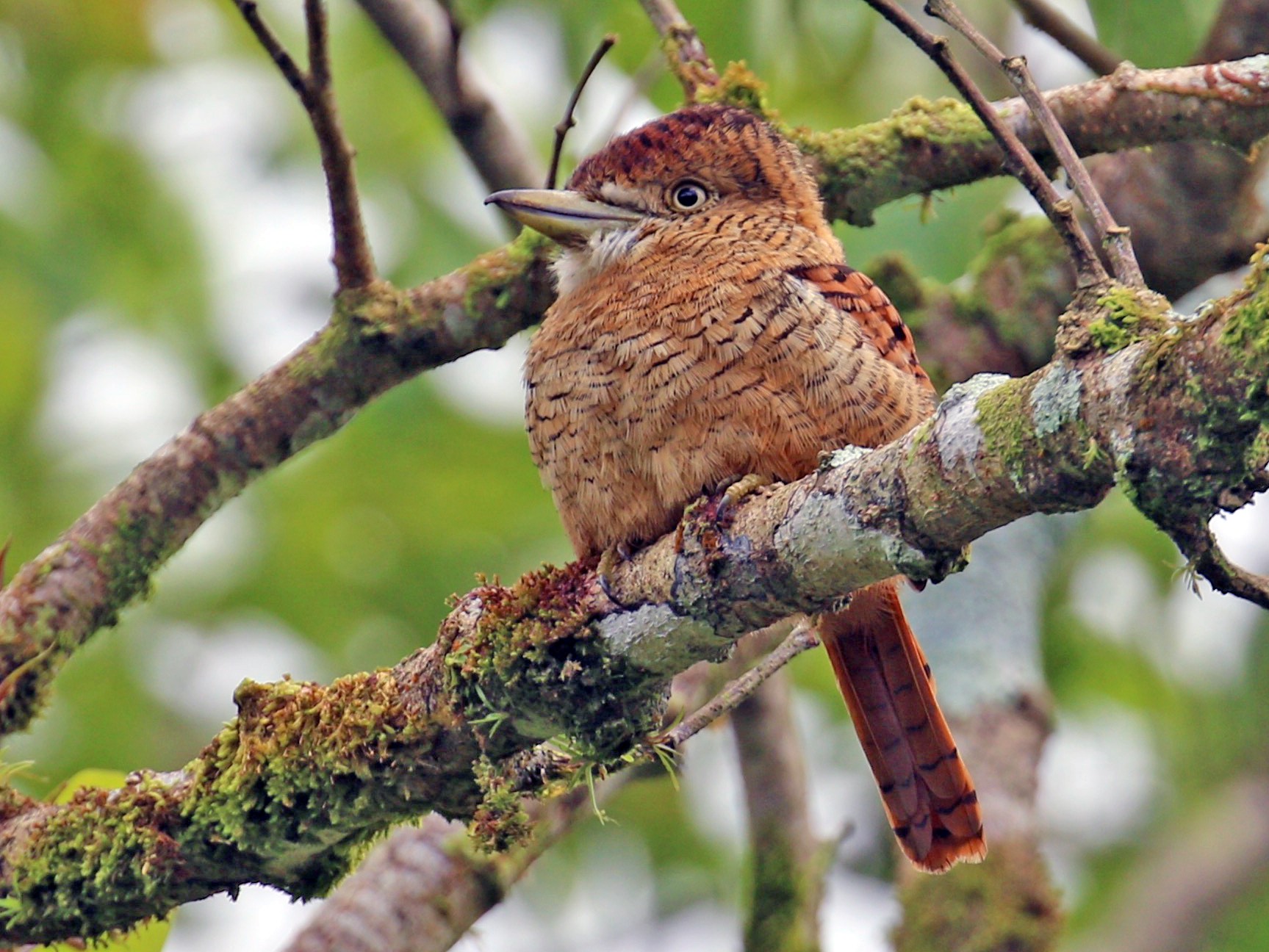 Barred Puffbird - eBird