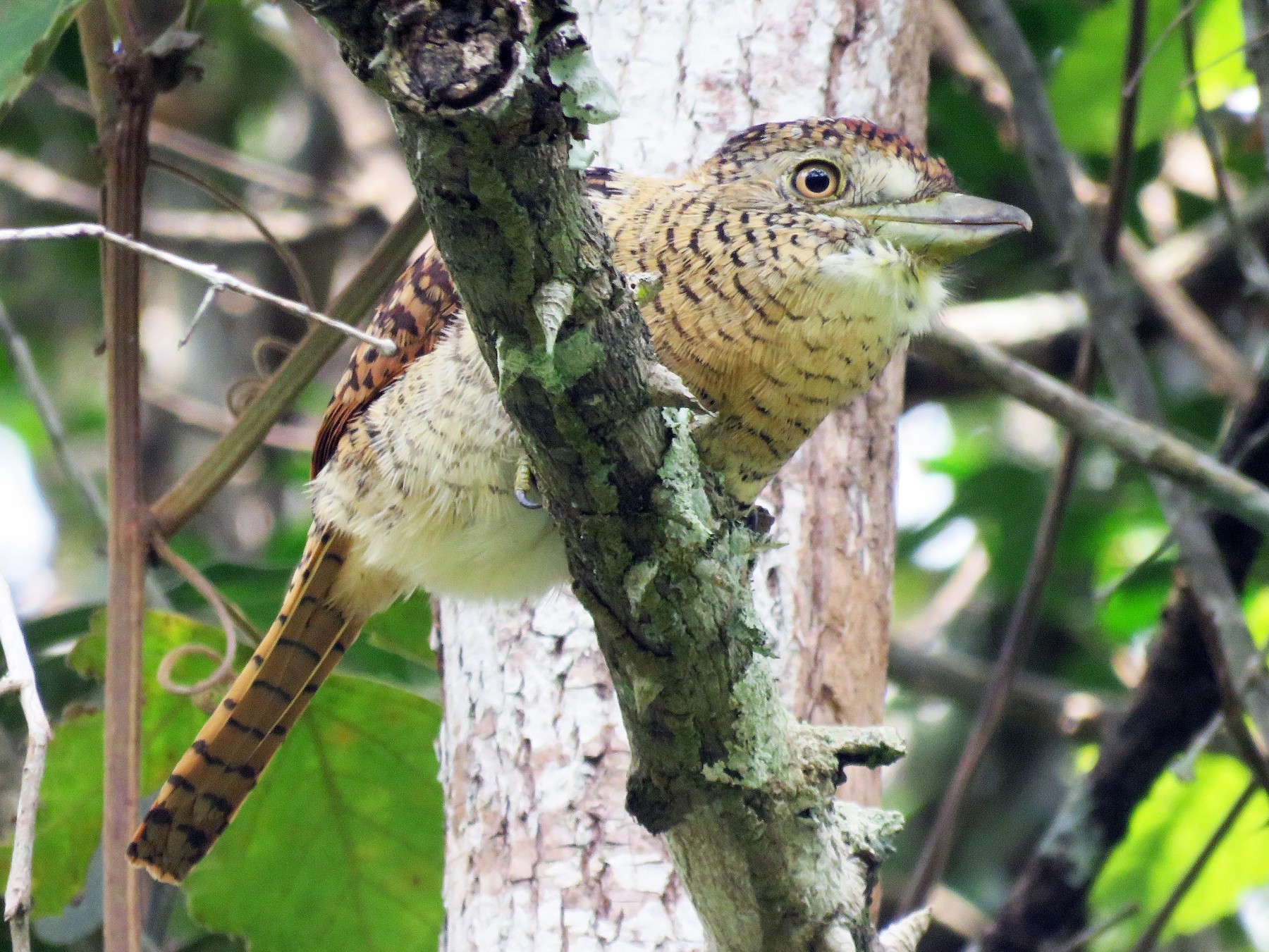 Barred Puffbird - eBird