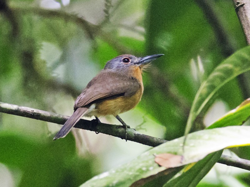 Gray-cheeked Nunlet - eBird