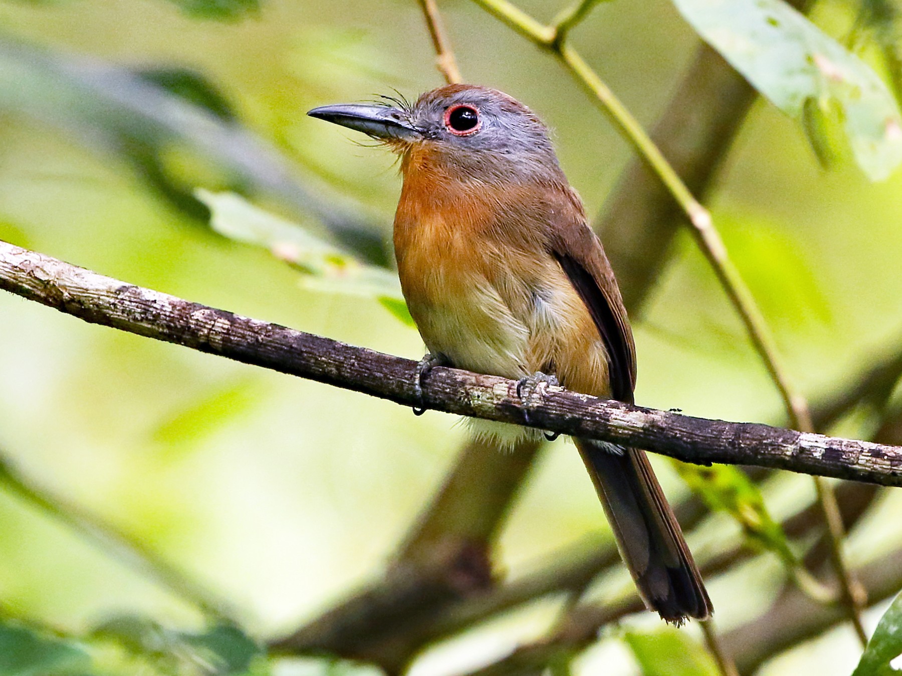 Gray-cheeked Nunlet - eBird