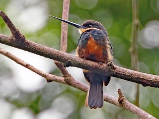Dusky-backed Jacamar - eBird