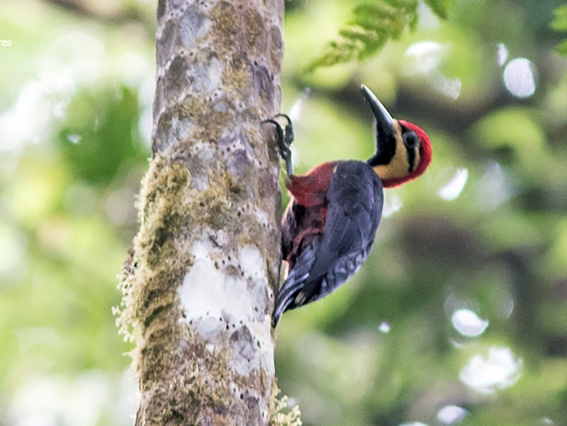 Crimson-bellied Woodpecker - eBird