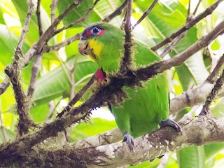 Blue-fronted Parrotlet - eBird