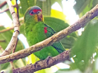 Blue-fronted Parrotlet - Touit dilectissimus - Birds of the World