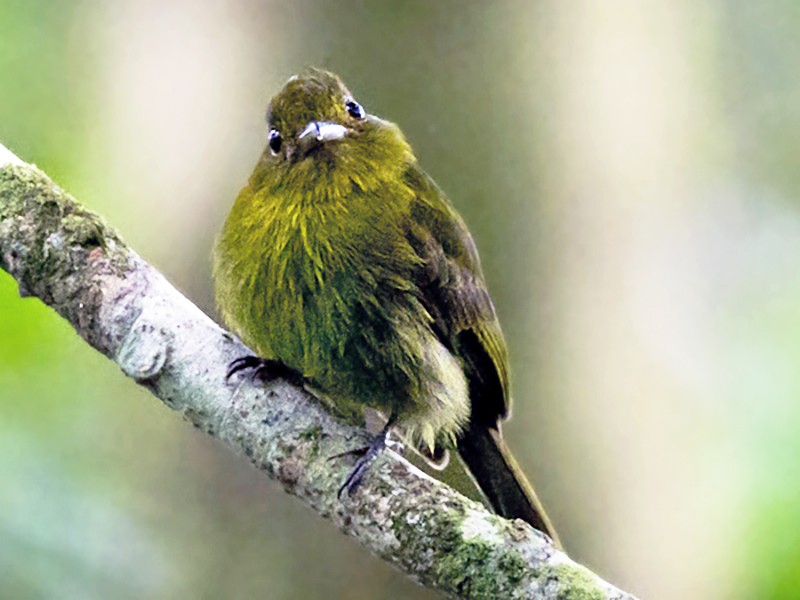 Sapayoa - eBird