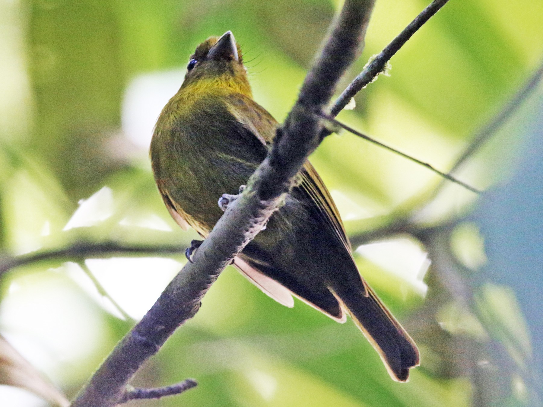 Sapayoa - eBird
